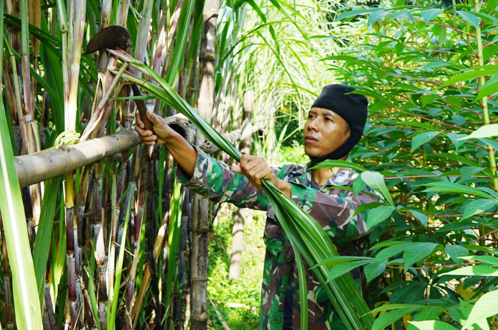 Budidaya Tebu, Prajurit TNI di Magetan Mampu Sejahterakan Keluarga dan ...