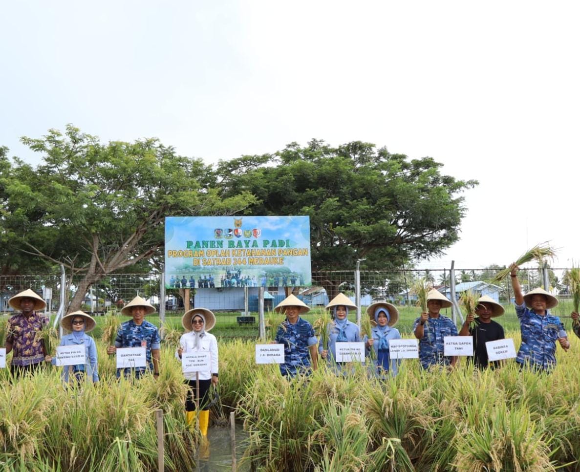 Satrad 244 Merauke Wujudkan Ketahanan Pangan Lewat Panen Raya Padi ...